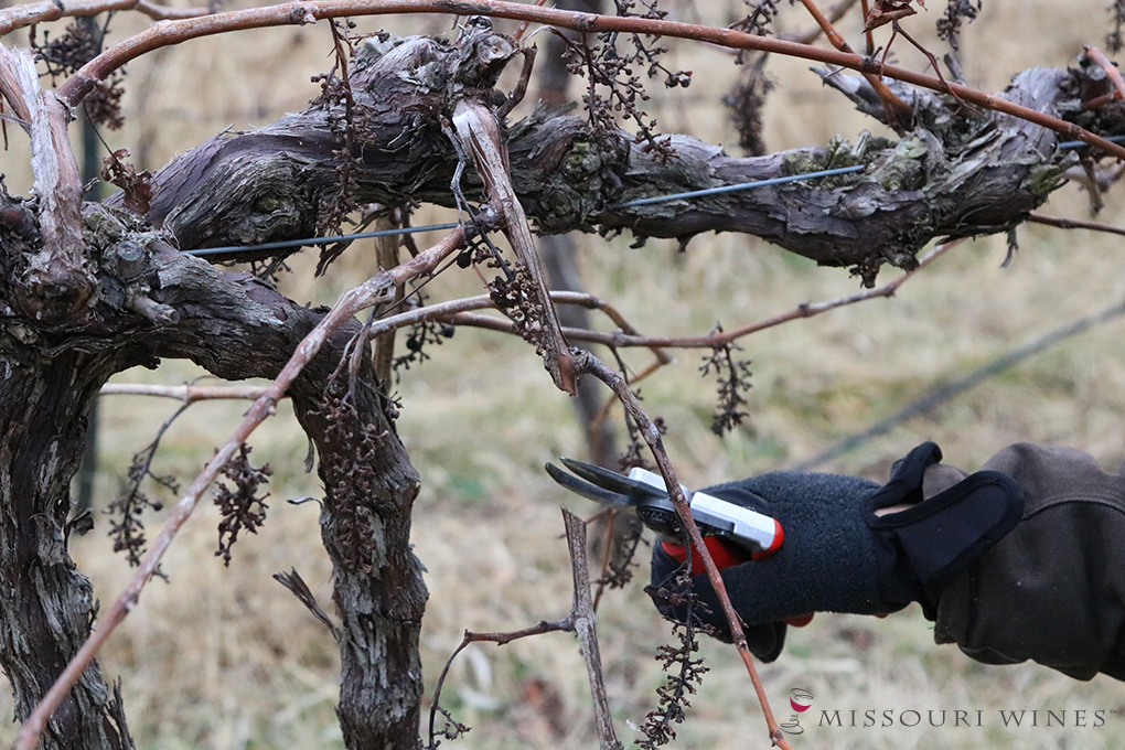Pruning Vineyards to Create Award-Winning Wines | MO Wine