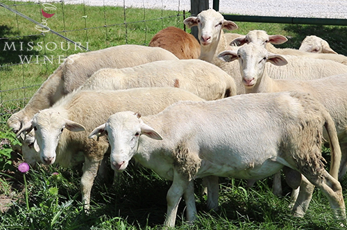 Nature's Weed Eaters: Sheep in the Vineyard | MO Wine